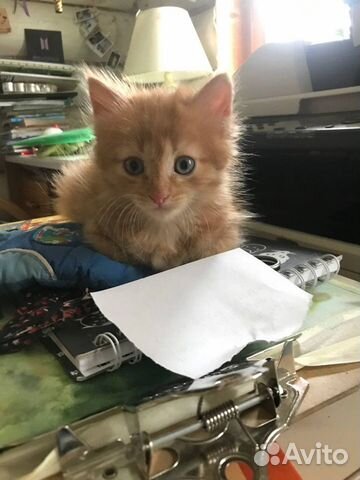 Рыжий котенок в добрые руки