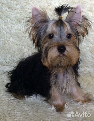 Подрощеные мальчики 4,5 мес