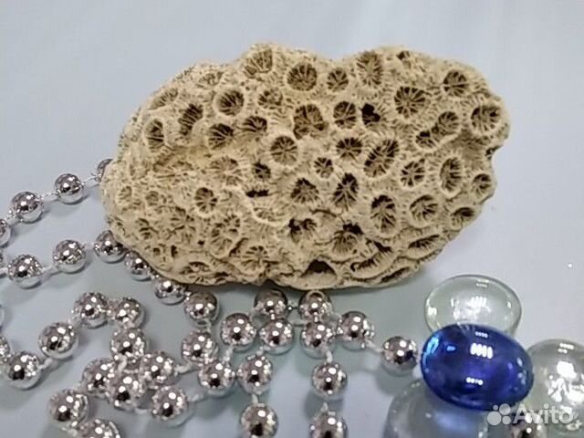 Коралл молодой