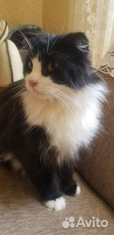 Вислоушка-Лукас