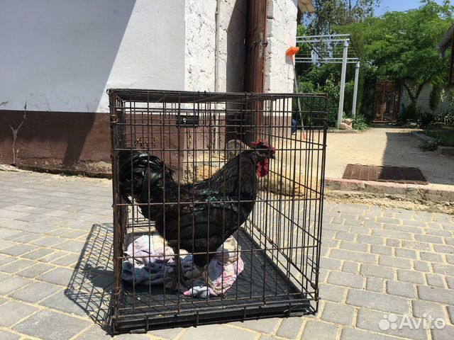 Петух Льюянг Вуцзи