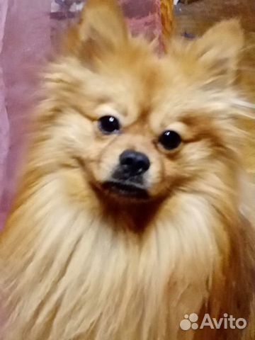 Красивый,рыжий,добрый мальчик породы немецкий шпиц