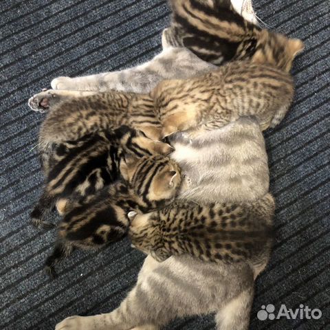 Британские котята