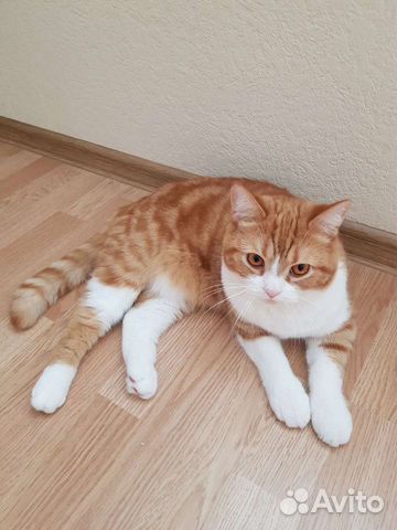 Кот
