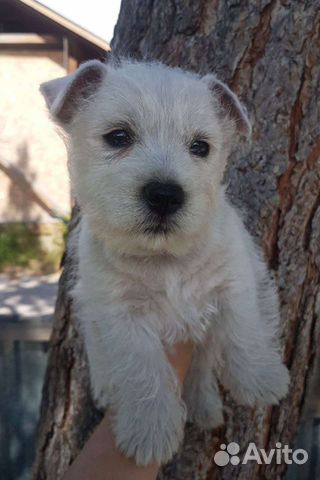 Вест хайленд вайт терьер щенок мальчик
