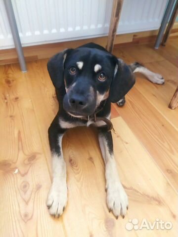 Собака, щенок сука