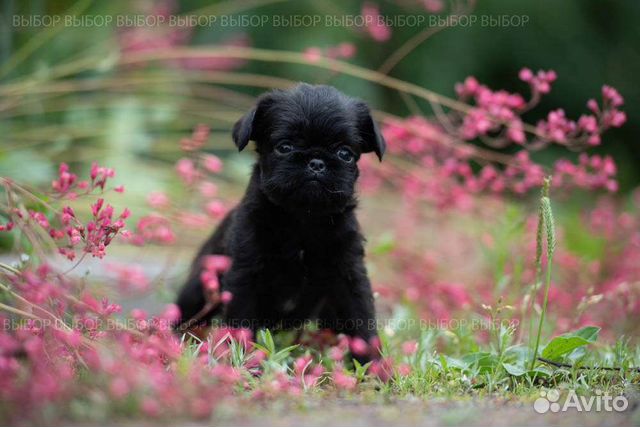 Продажа щенков породы бельгийского гриффона