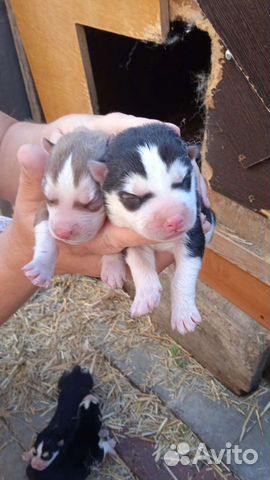 Сибирский хаски