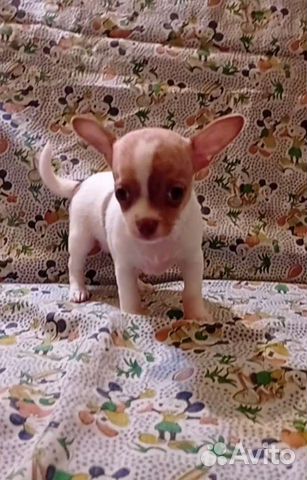 Чишка девчушка