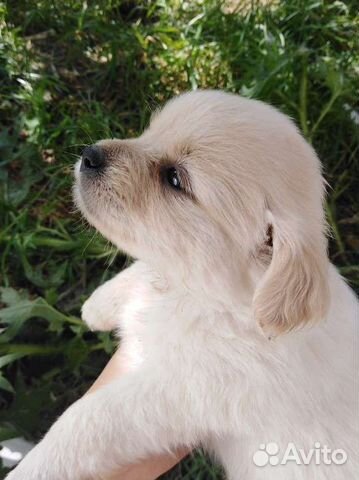 Щенки японский хин