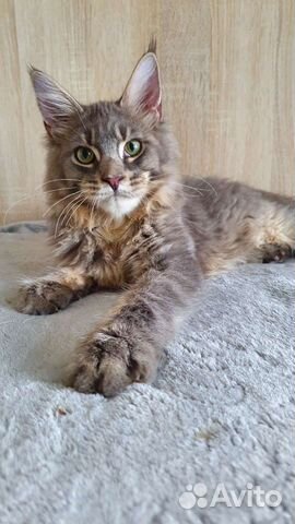 Зеленоглазый красавчик из питомника