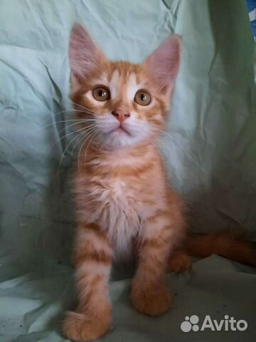 Солнечный котёнок в дар