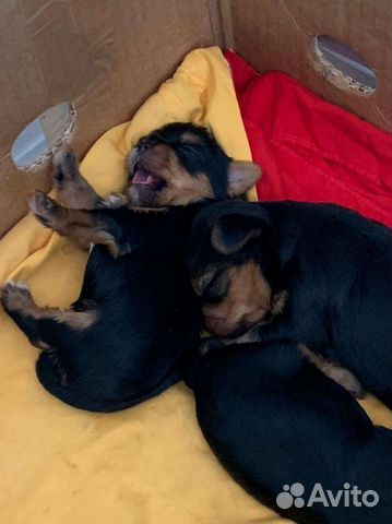 Маленькие собаки