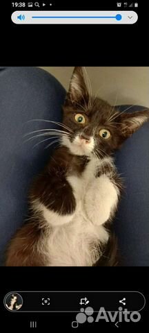 Маркизик в добрые руки