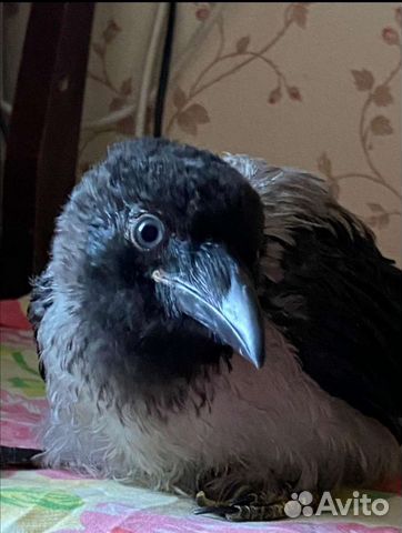 Вороненок в добрые руки