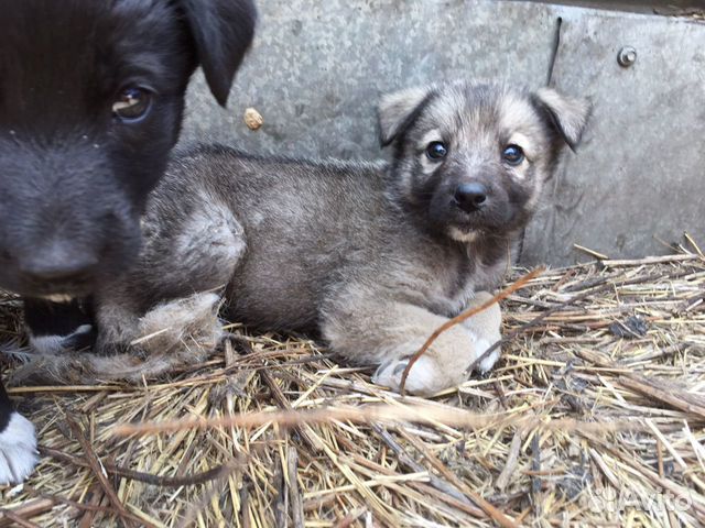 Щенок в добрые руки