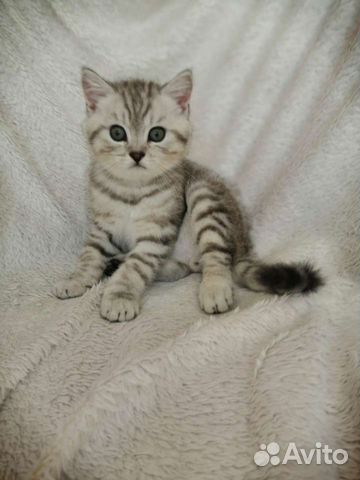 Британский кот