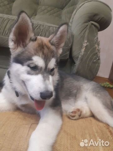 Аляскинский маламут