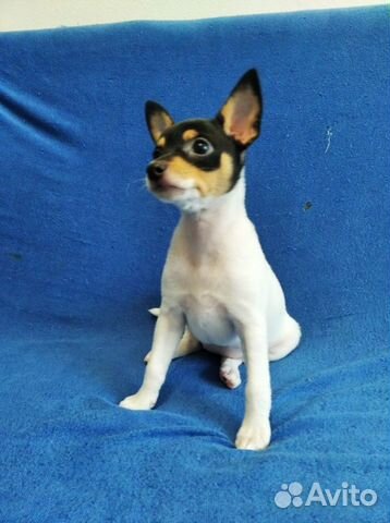 Той фокстерьер