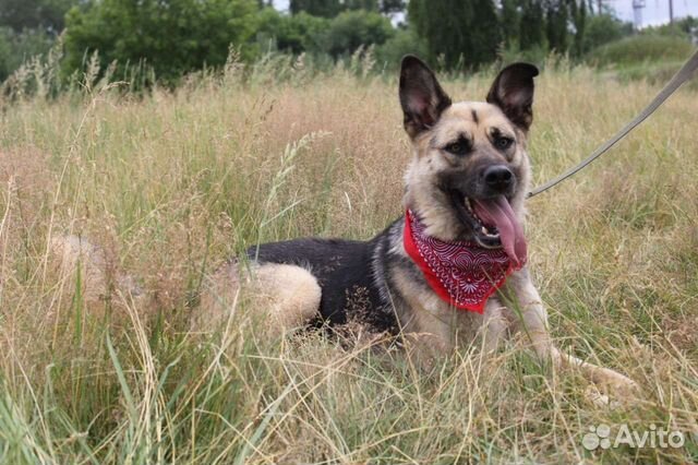 Метис овчарки Твикс в дар