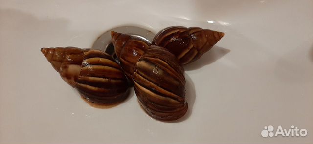 Улитки ахатины