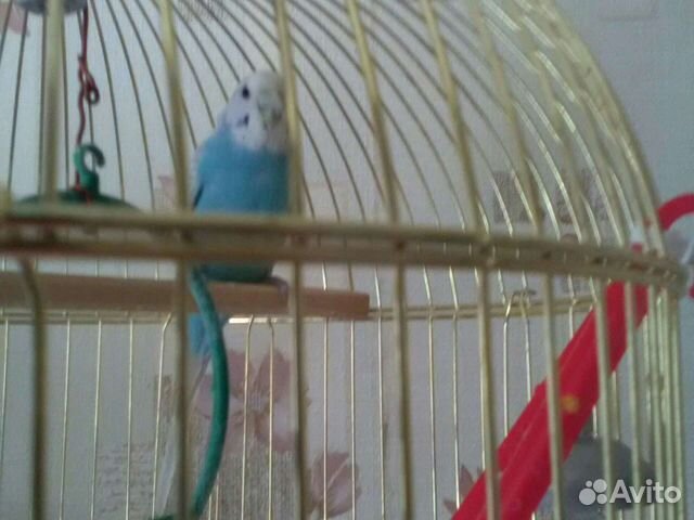 Волнистый попугай самка возраст один год