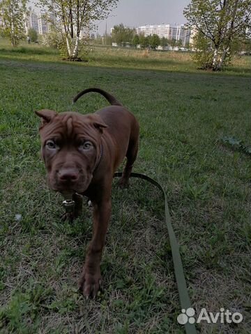 Щенок питбуля 4,5 месяца