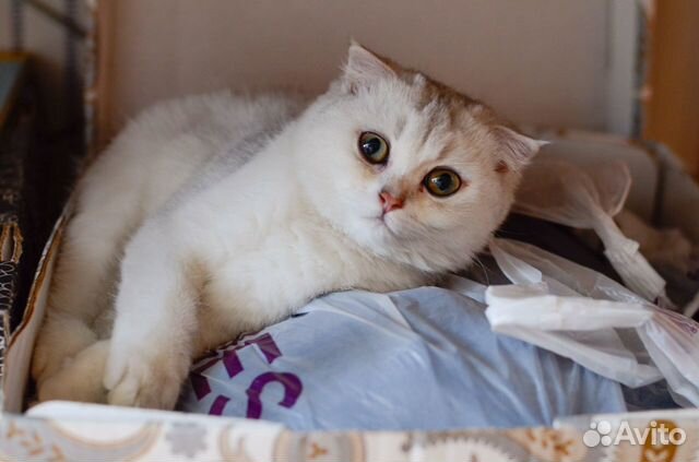 Серебрянная шотландка