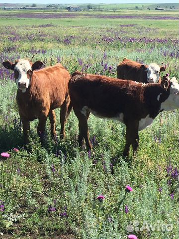 Телята бычки герефорд