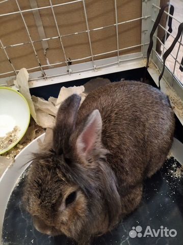 Продам кроликов