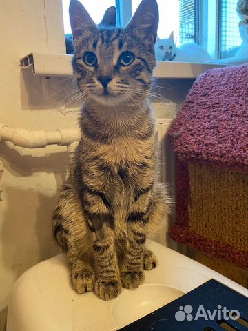 Котёнок Гоша 4 месяца