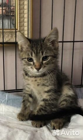 Полосатый котенок тигрёнок Бруно 3 месяца в дар
