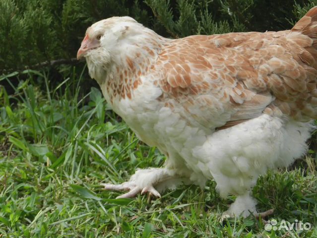 Куры породы фавероль