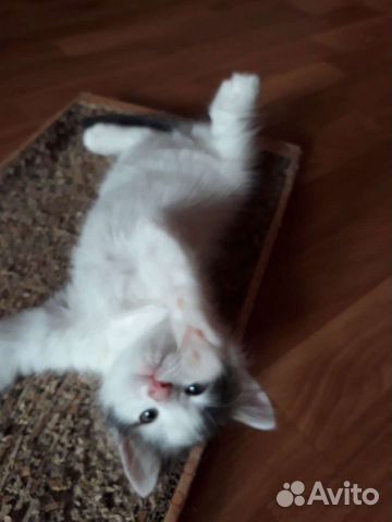 Котята турецкой ангоры