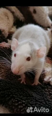 Крыса дамбо