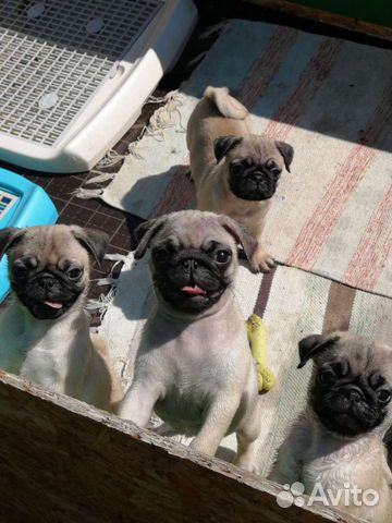Щенки породы Мопс