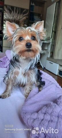 Умница красавица