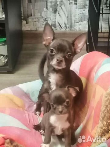 Щенки чихуахуа девочки