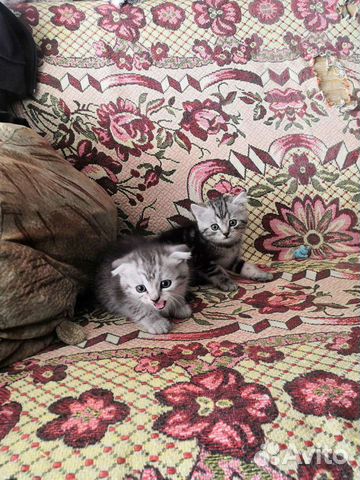 Британские вислоухие котята