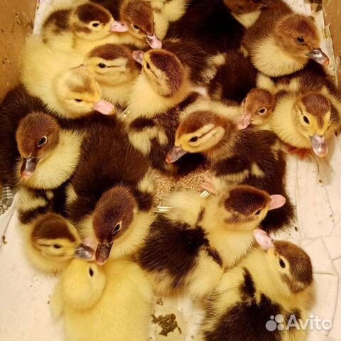 Суточные индоутята