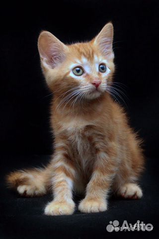 Котенок, озорной малыш Шелдон
