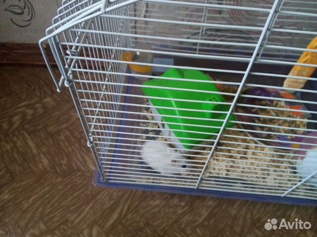 Хомяк с клеткой