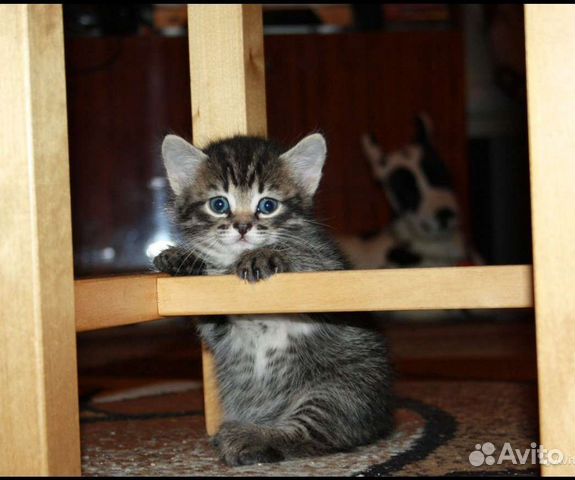 Котята полубританцы