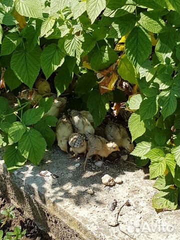 Домашняя птица