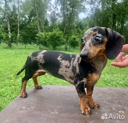 Эксклюзивные кроличьи таксы. дорого