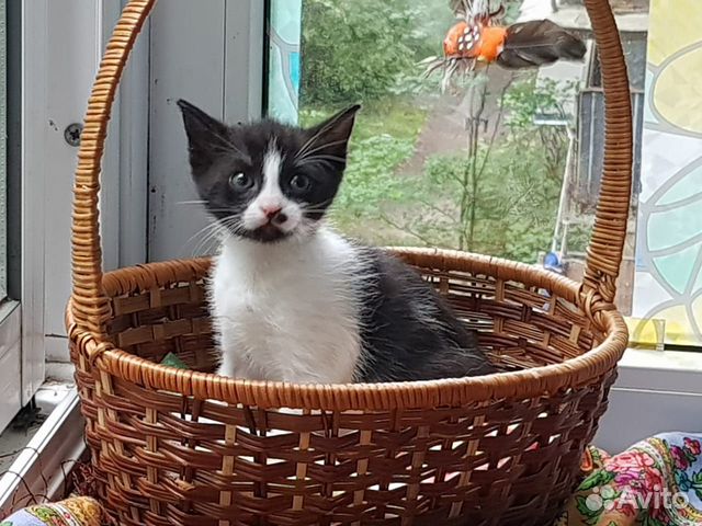 Котенок Бусинка 2 месяца
