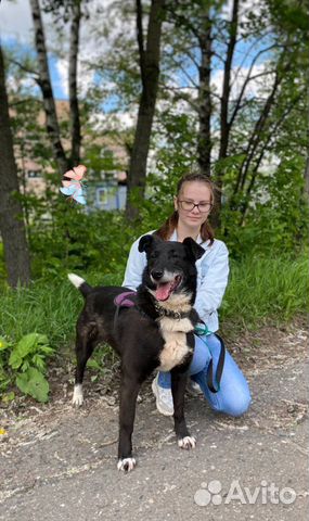 Собака Восточноевропейская овчарка