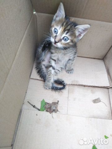 Найдены котята