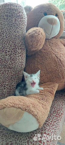 Котик мурлыка