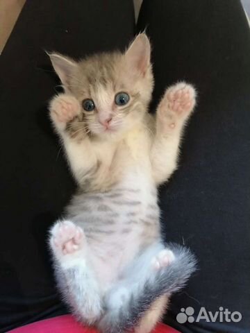 Котенок в добрые руки